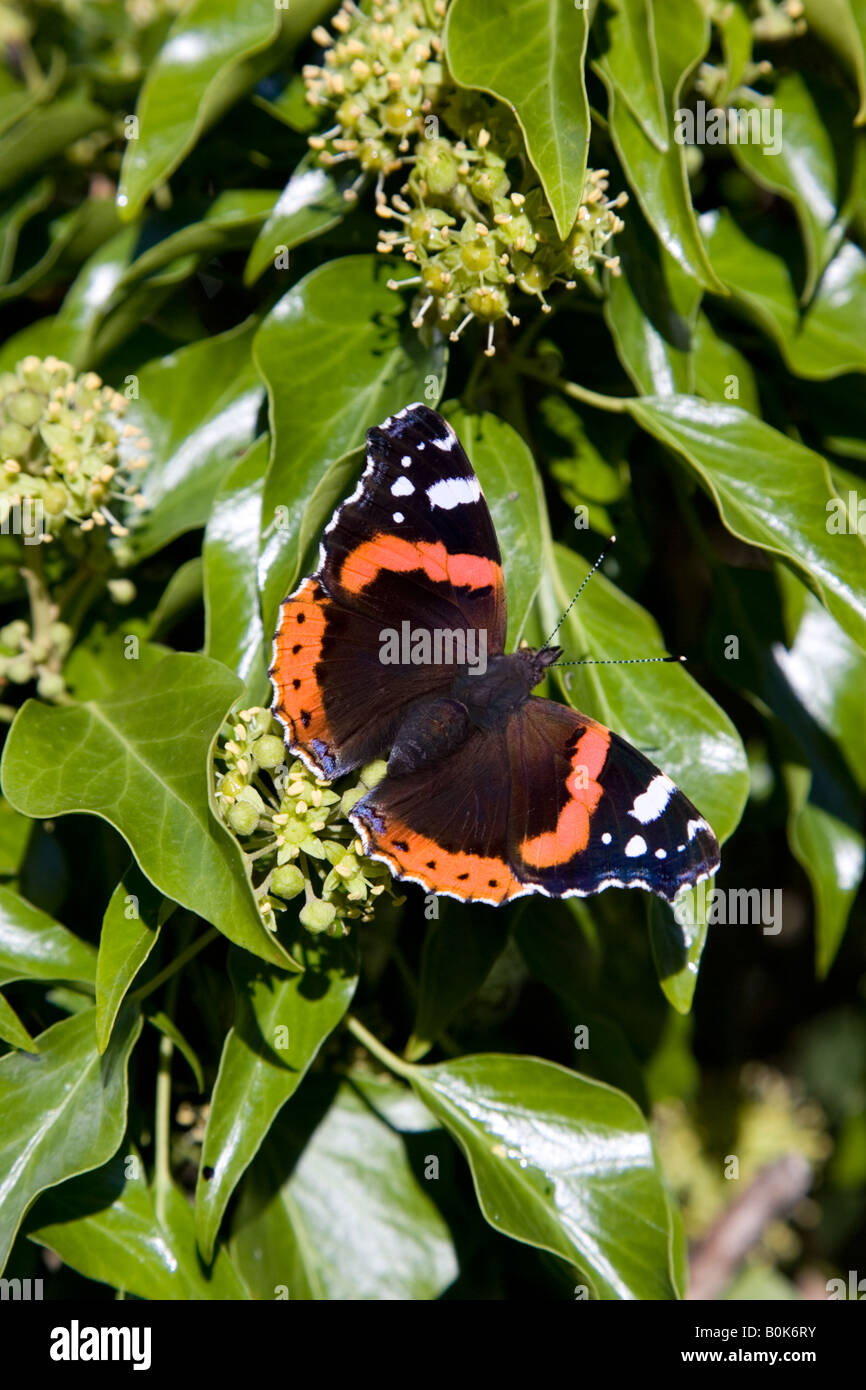 Red Admiral butterfly the Cotswolds Oxfordshire United Kingdom Stock ...