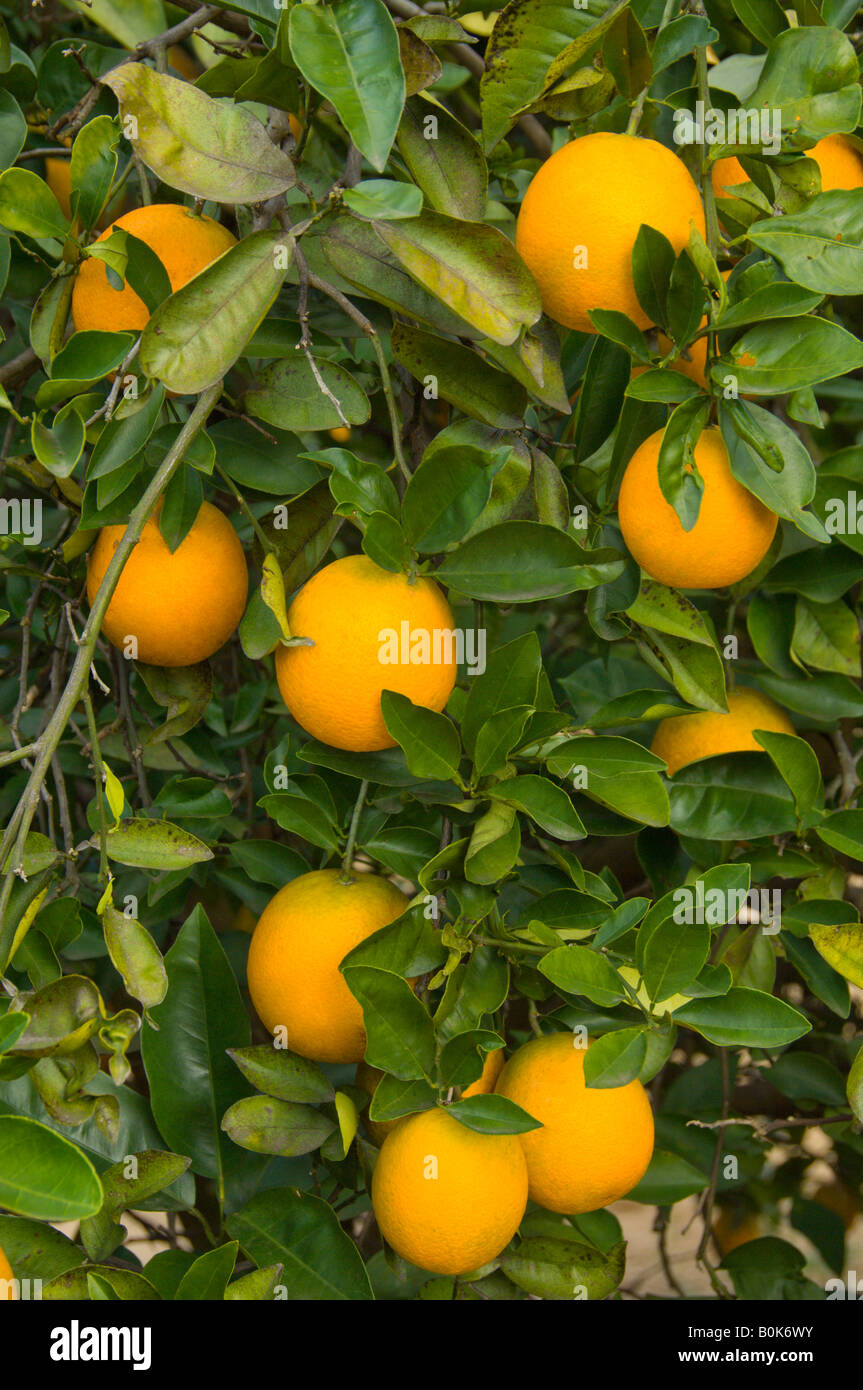Florida citrus hi-res stock photography and images - Alamy