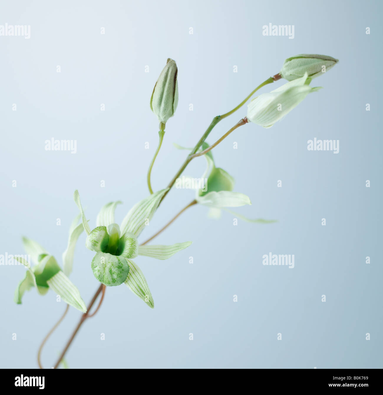 Bud and Flowers on Stem Stock Photo - Alamy