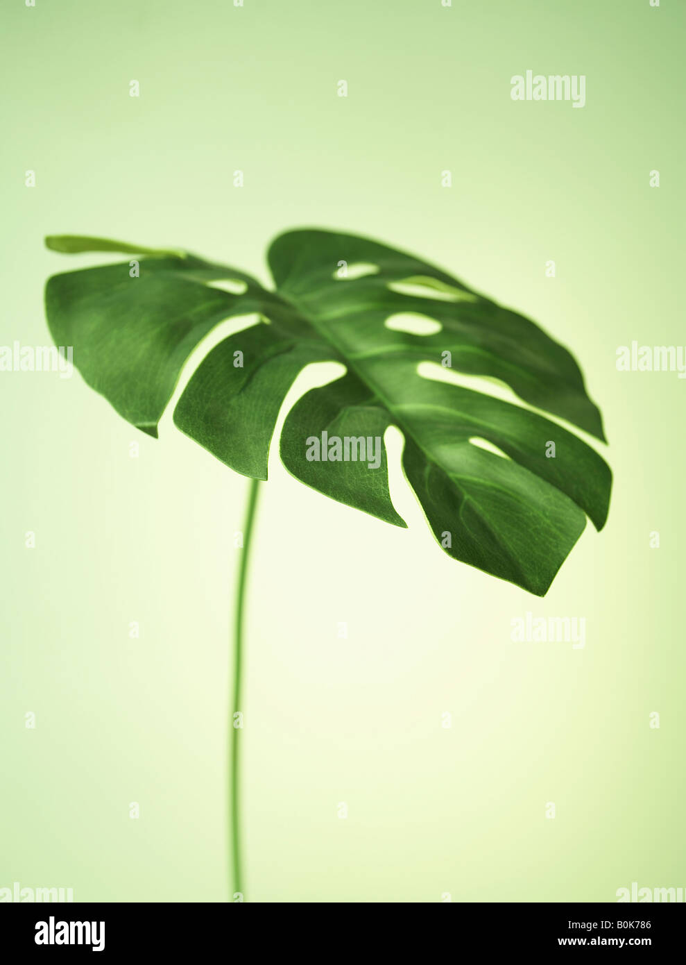 Stem and leaf hi-res stock photography and images - Alamy