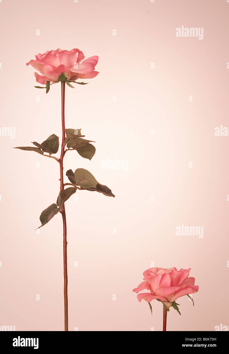 Two colored roses hi-res stock photography and images - Alamy