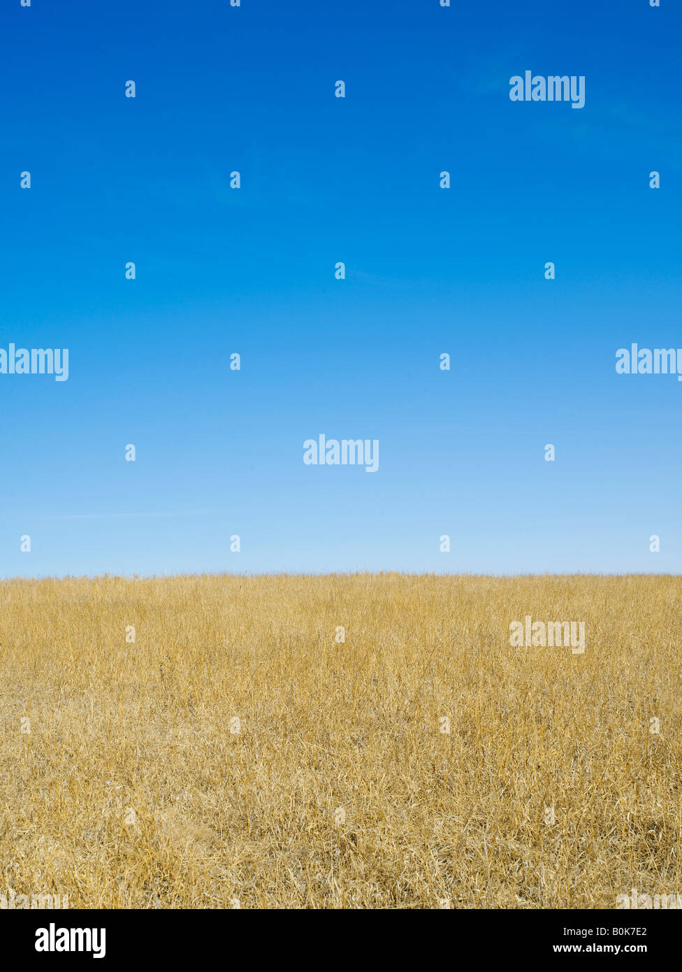 Clear Sky Over Field Stock Photo - Alamy