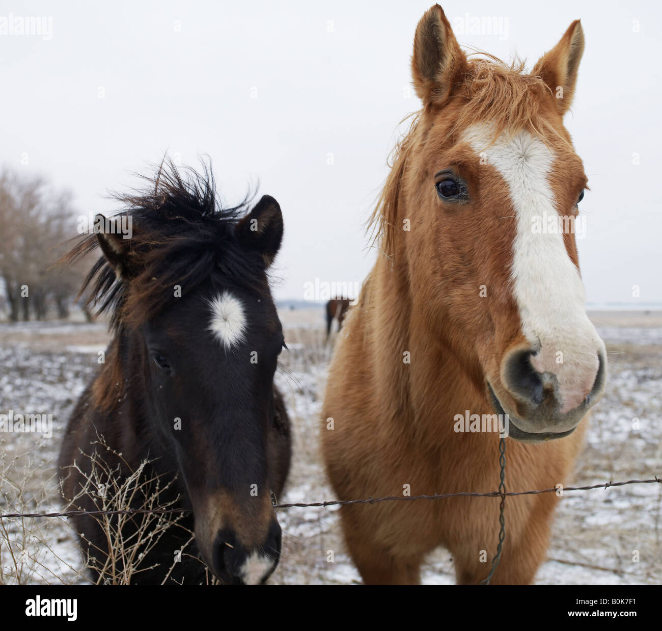 Horses front view hi-res stock photography and images - Alamy