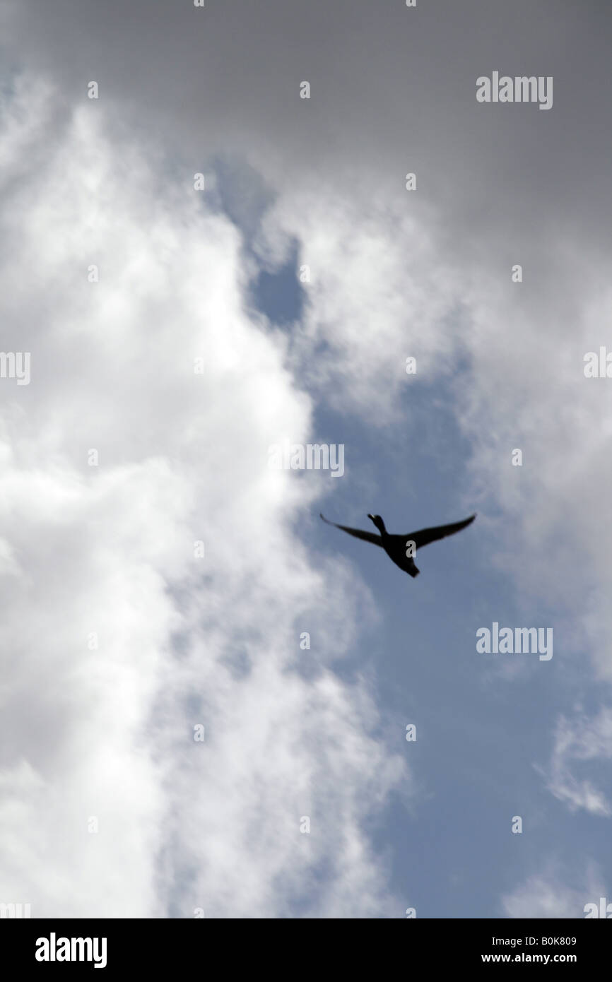 birds flying in a dark sky Stock Photo - Alamy