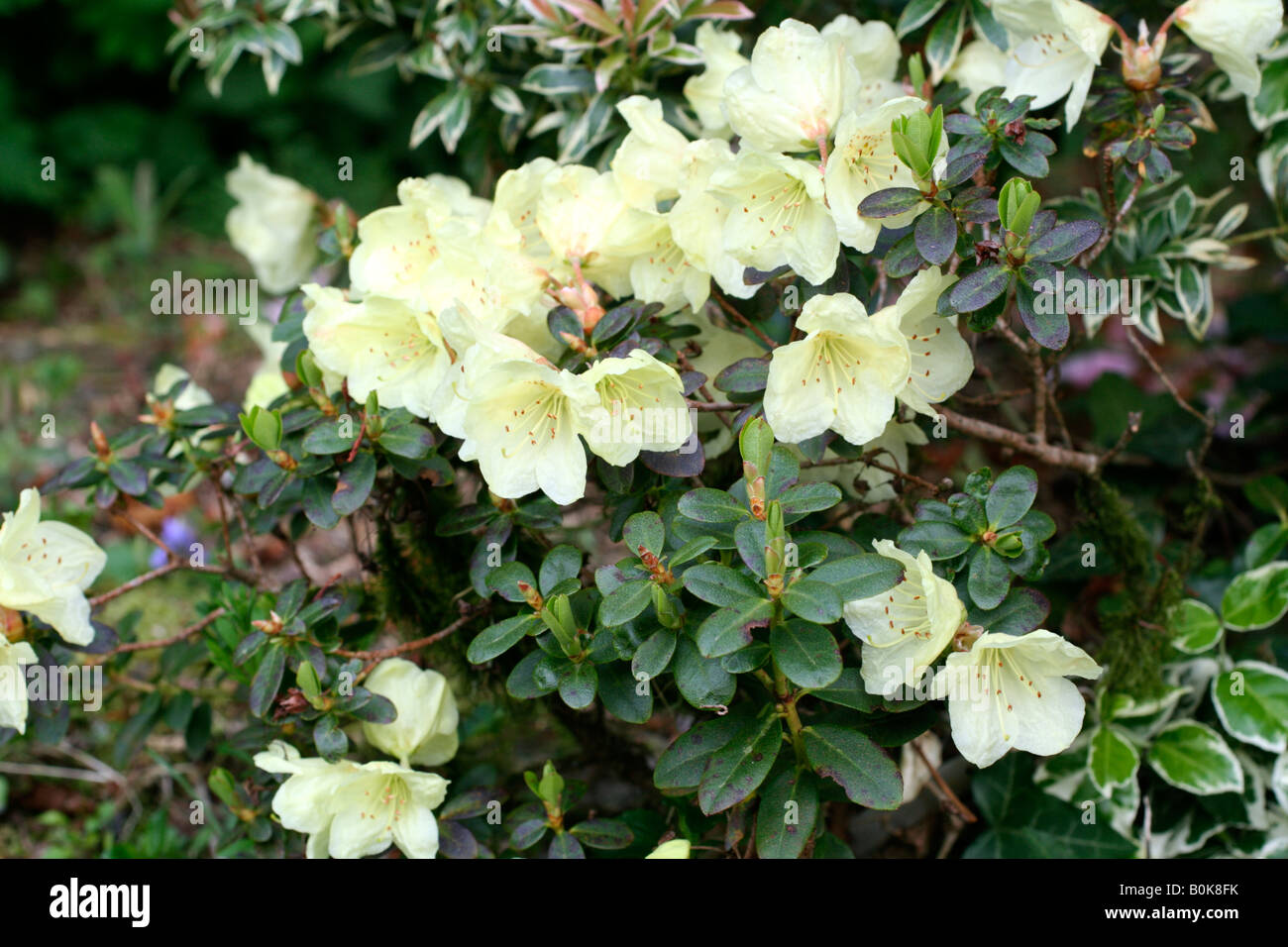 Rhododendron wren hi-res stock photography and images - Alamy