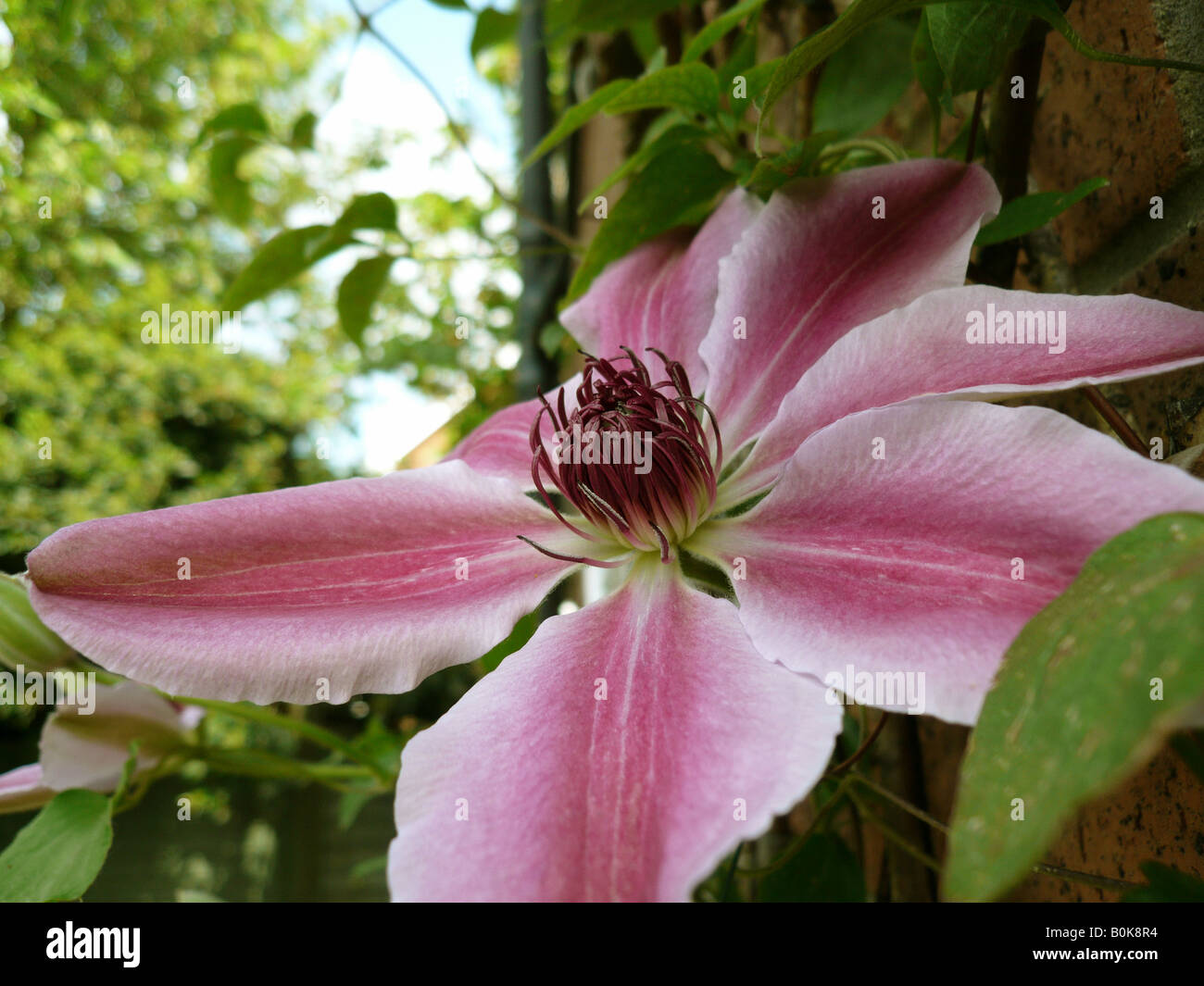 Clematis buds spring hi-res stock photography and images - Alamy