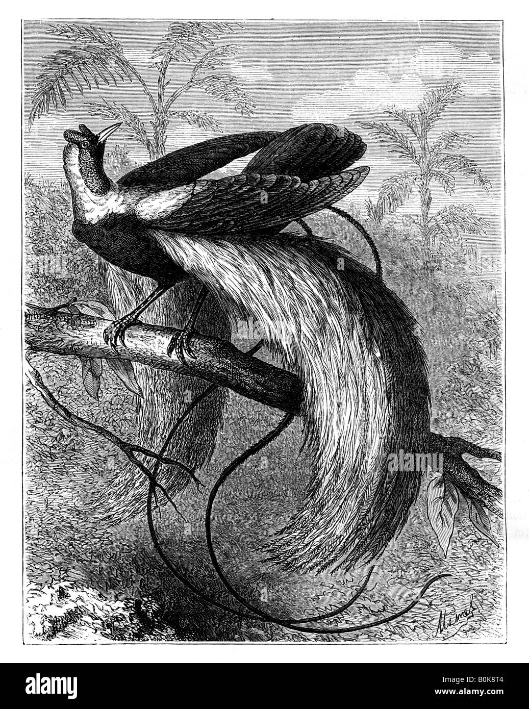 19th century birds of paradise hi-res stock photography and images - Alamy