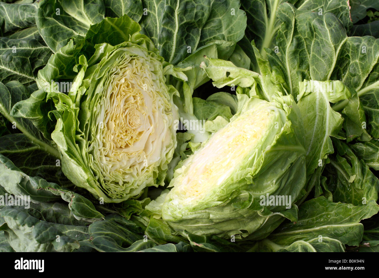 CABBAGE SPRING HERO EARLY MAY Stock Photo - Alamy
