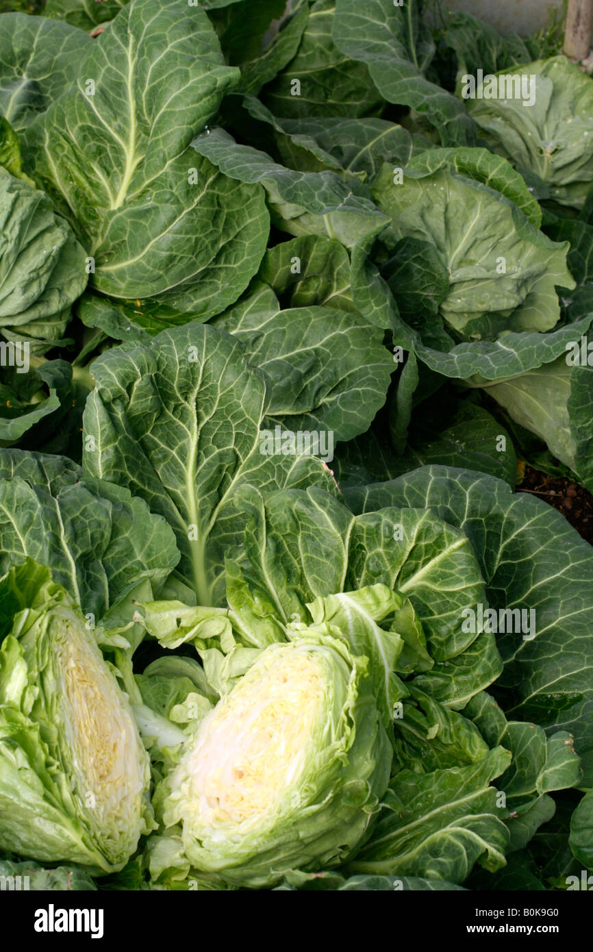 Atures hi-res stock photography and images - Alamy