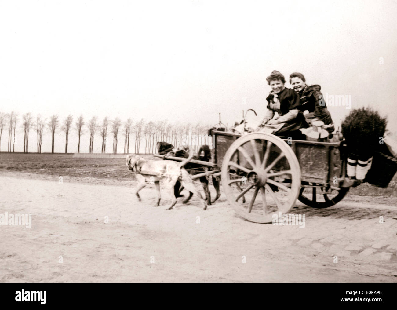 Dogs pulling women on a cart, Antwerp, 1898.Artist: James Batkin Stock ...