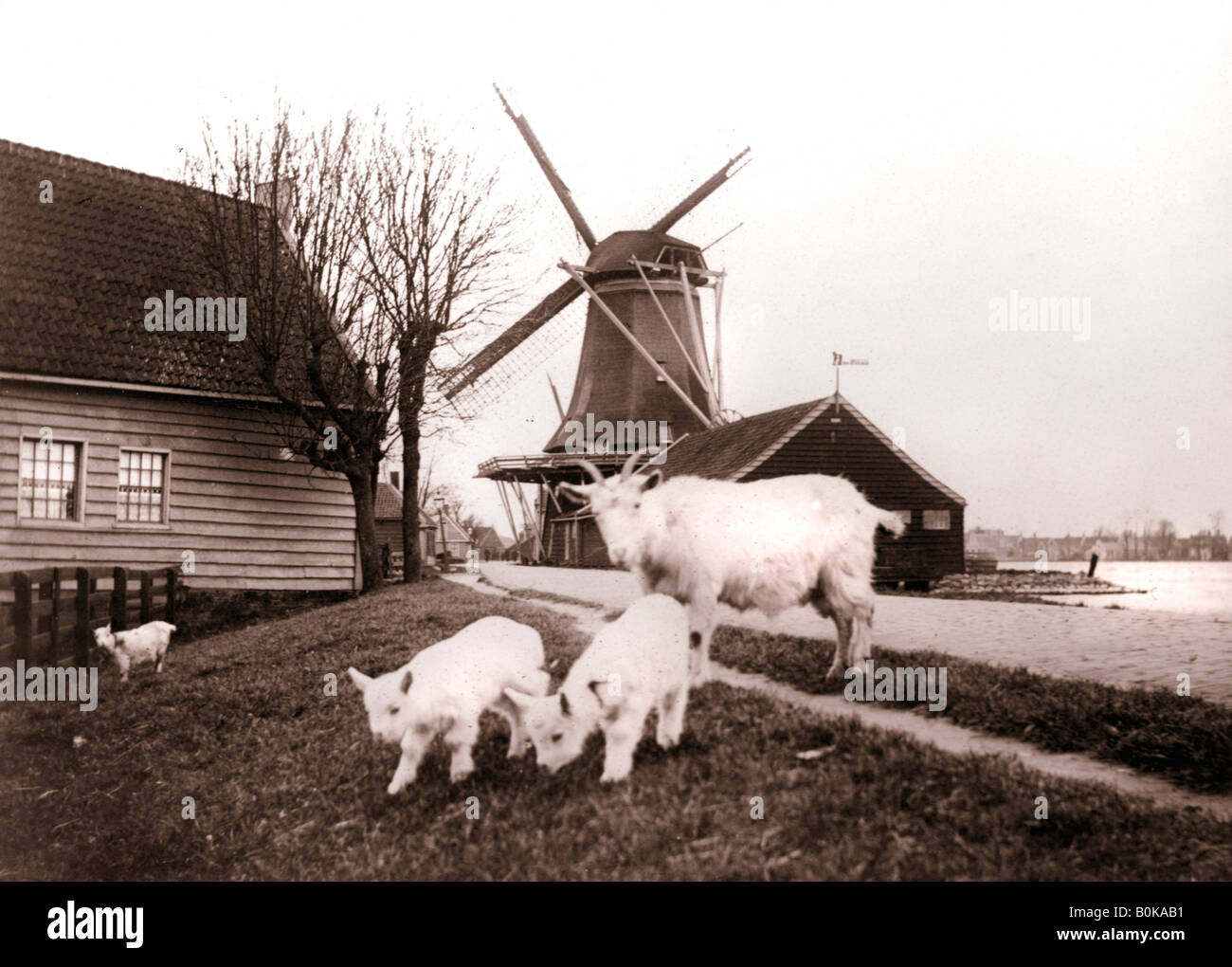 Goats, Laandam, Netherlands, 1898.Artist: James Batkin Stock Photo - Alamy