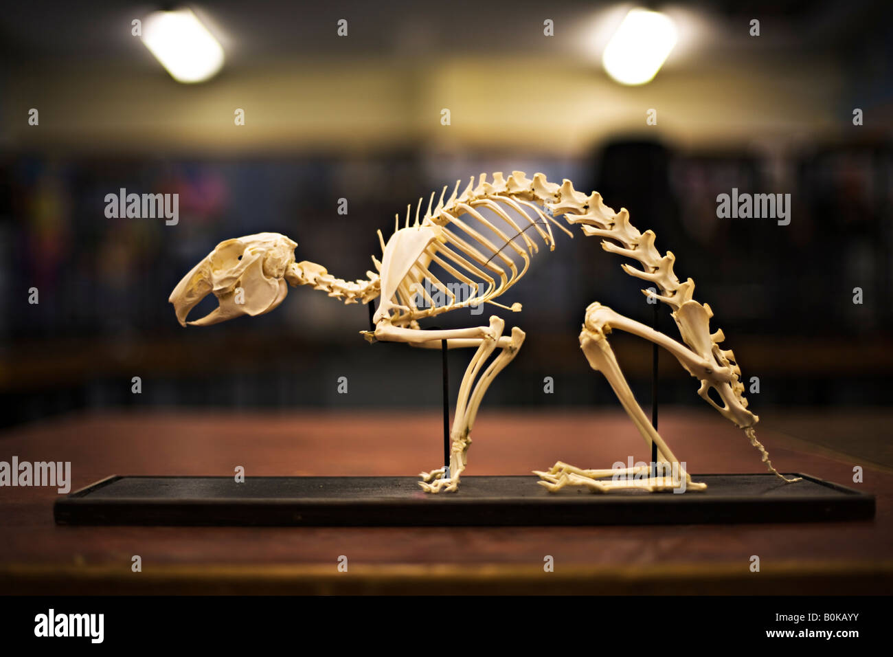 Rabbit skeleton in a school classroom Stock Photo - Alamy
