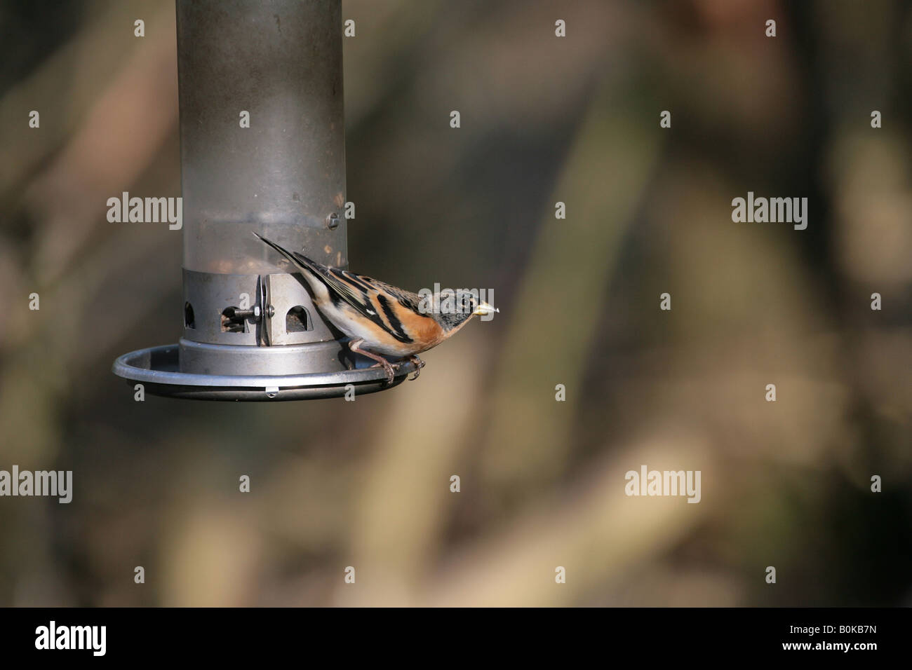 Brambling on feeder hi-res stock photography and images - Alamy