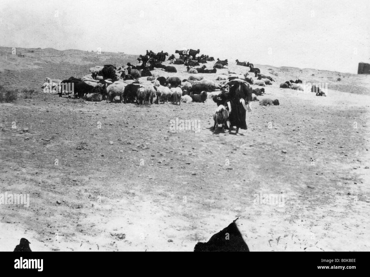 Sheep grazing outside Samarra, Mesopotamia, 1918. Artist: Unknown Stock ...