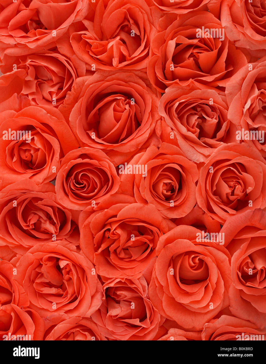 Cut roses hi-res stock photography and images - Alamy
