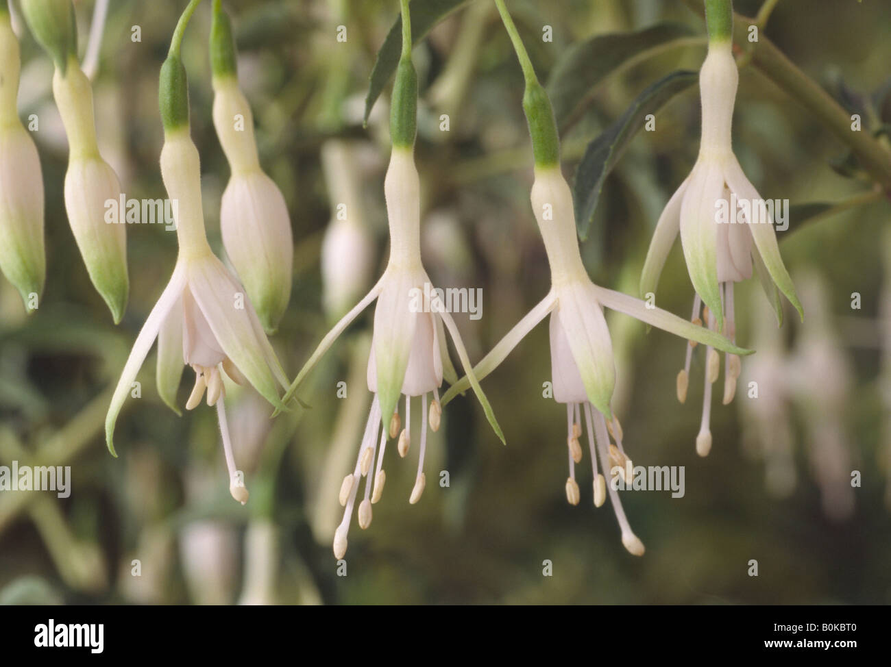 Fuchsia Hawkshead Stock Photos & Fuchsia Hawkshead Stock Images - Alamy