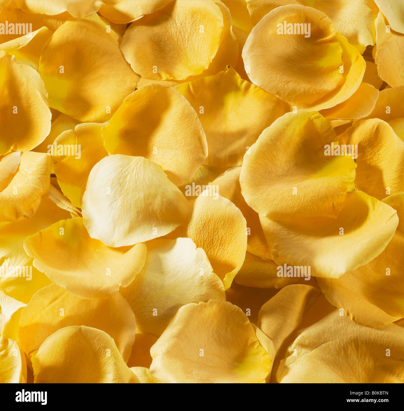 Yellow Rose Petals Stock Photo - Alamy