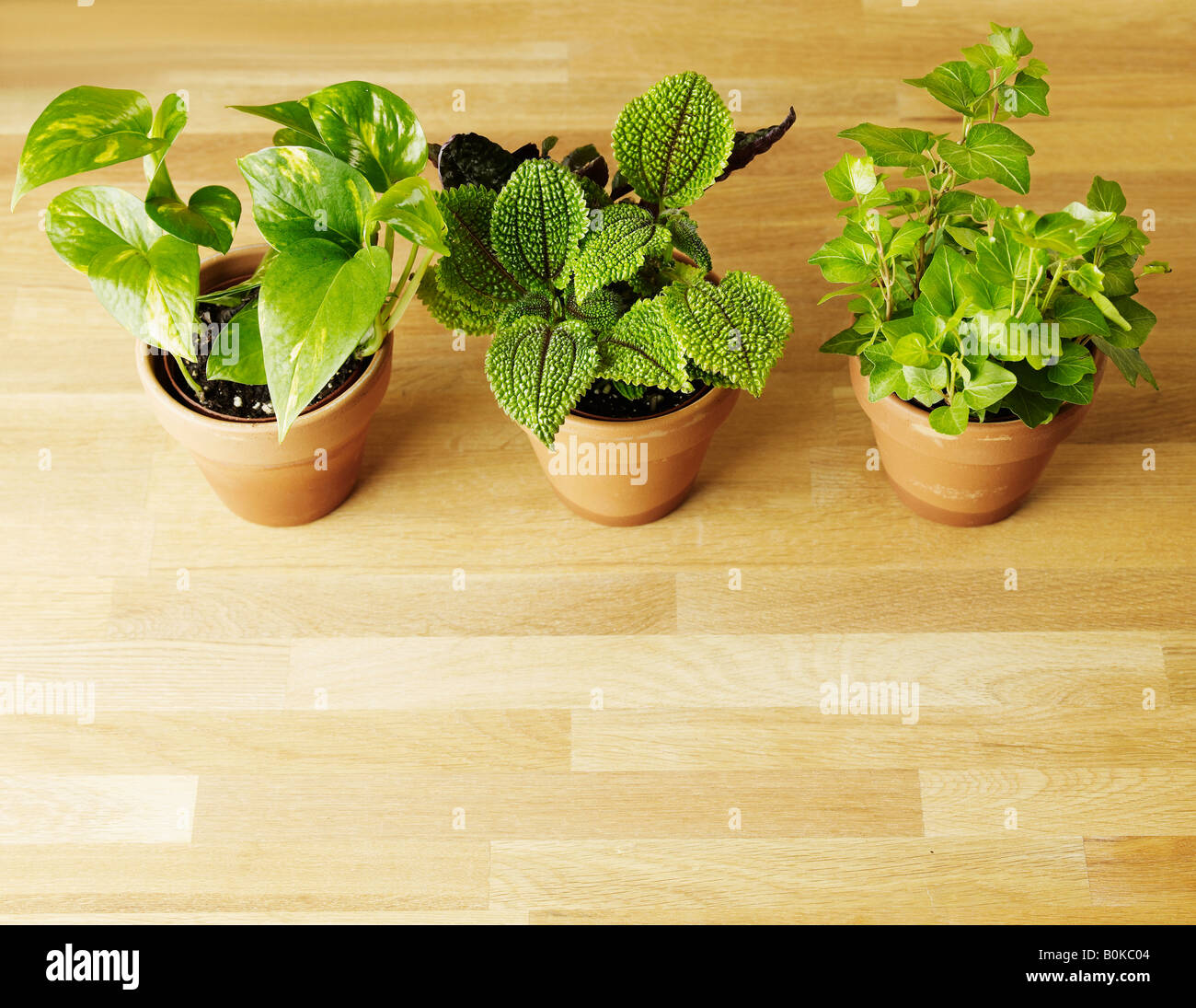 Three houseplants hi-res stock photography and images - Alamy