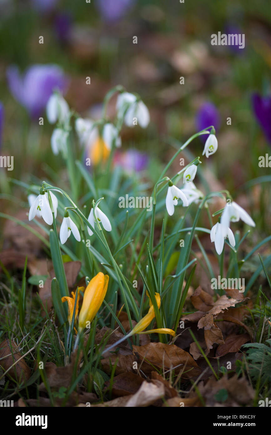 Crocus snowdrops hi-res stock photography and images - Alamy