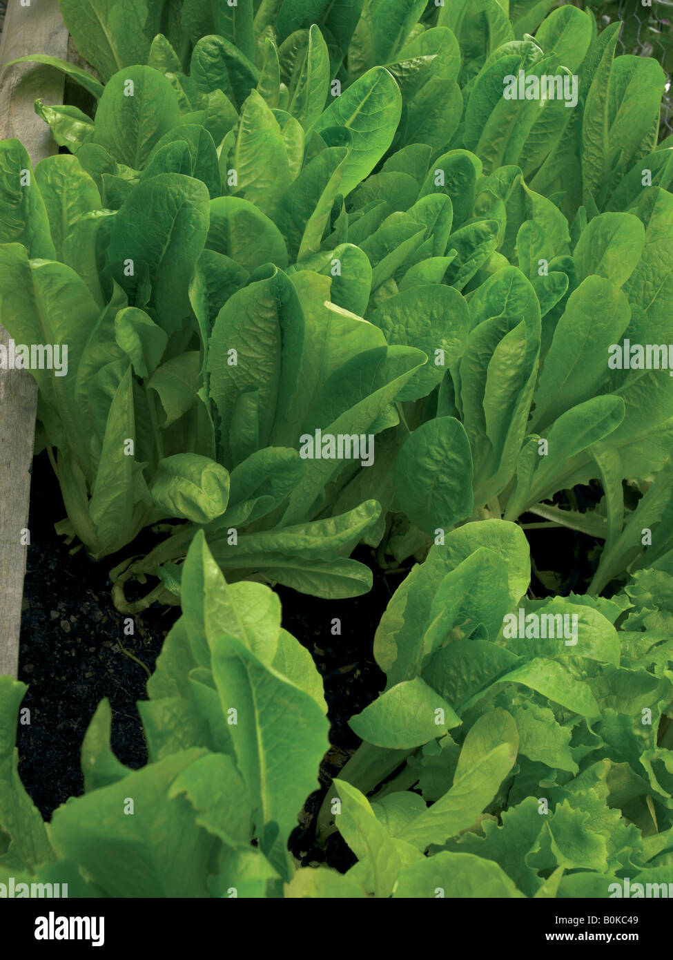 Many varieties of young green salad lettuce leaves growing in soil ...