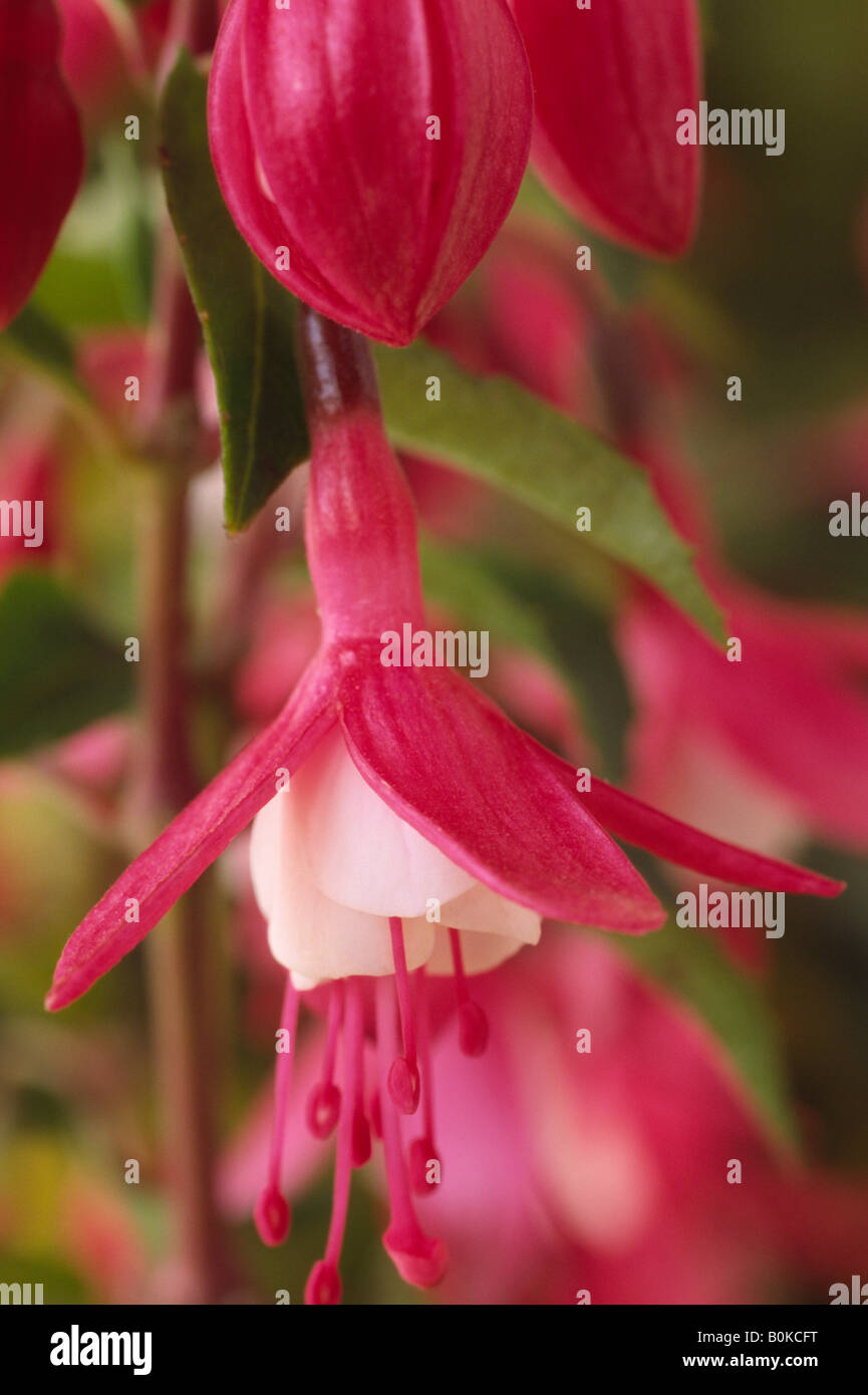 Fuchsia lady thumb hi-res stock photography and images - Alamy