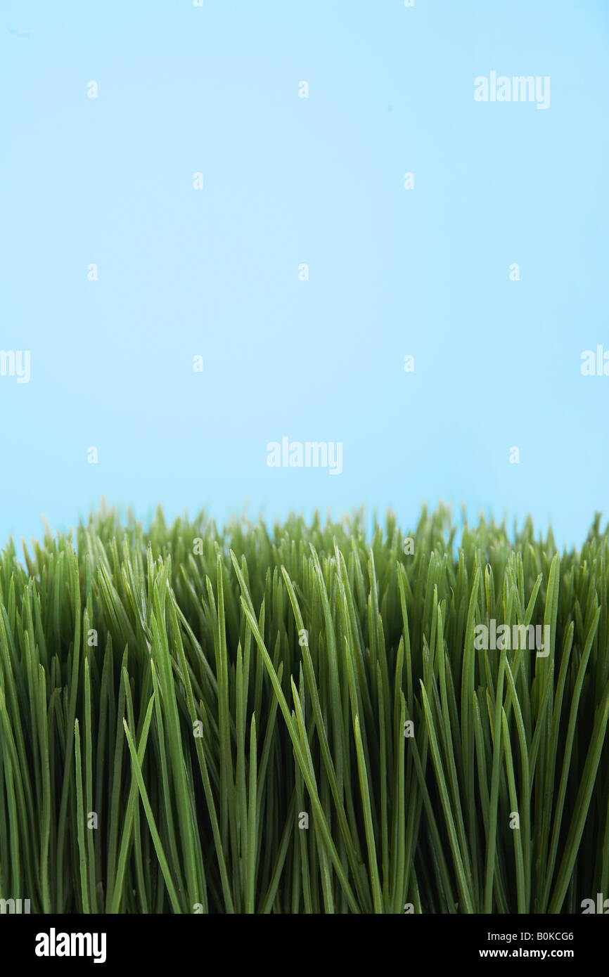 Grass Against Blue Background Stock Photo - Alamy