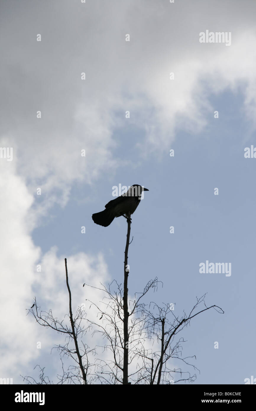 Bird nature perch black one single lonely solitude bird hi-res stock ...