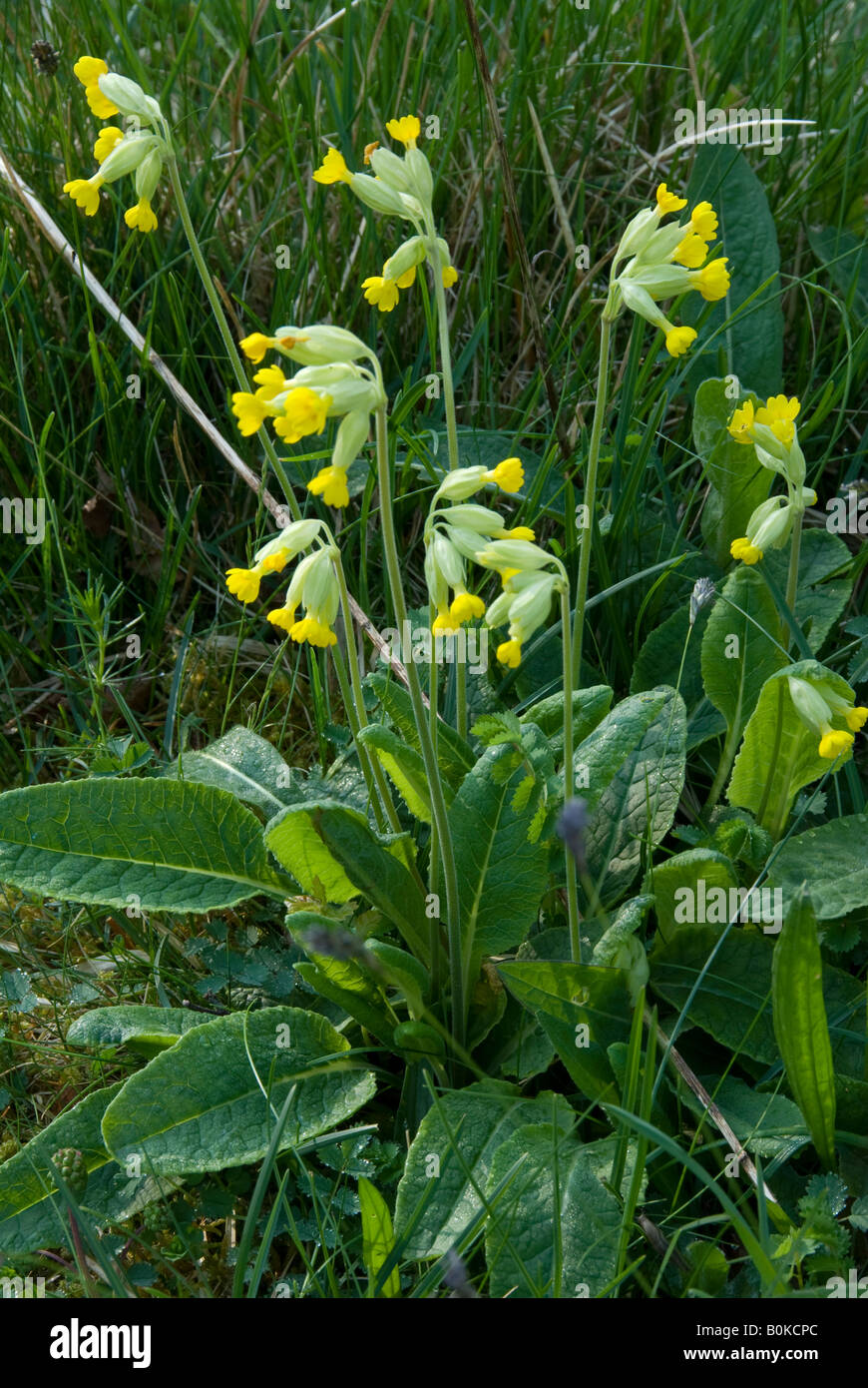 cowslip in meadow Stock Photo - Alamy