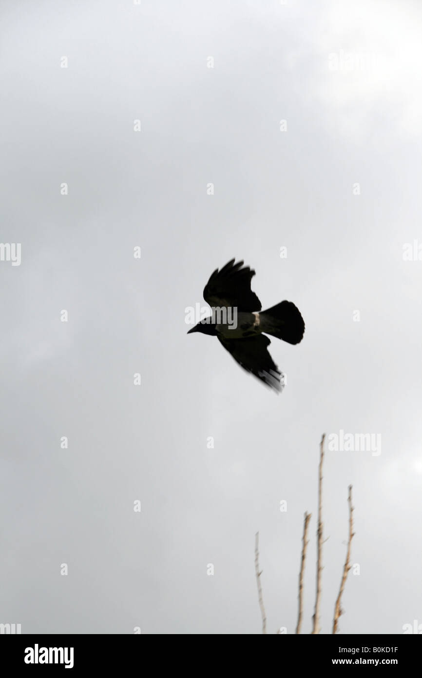 one black bird flying in sky Stock Photo - Alamy
