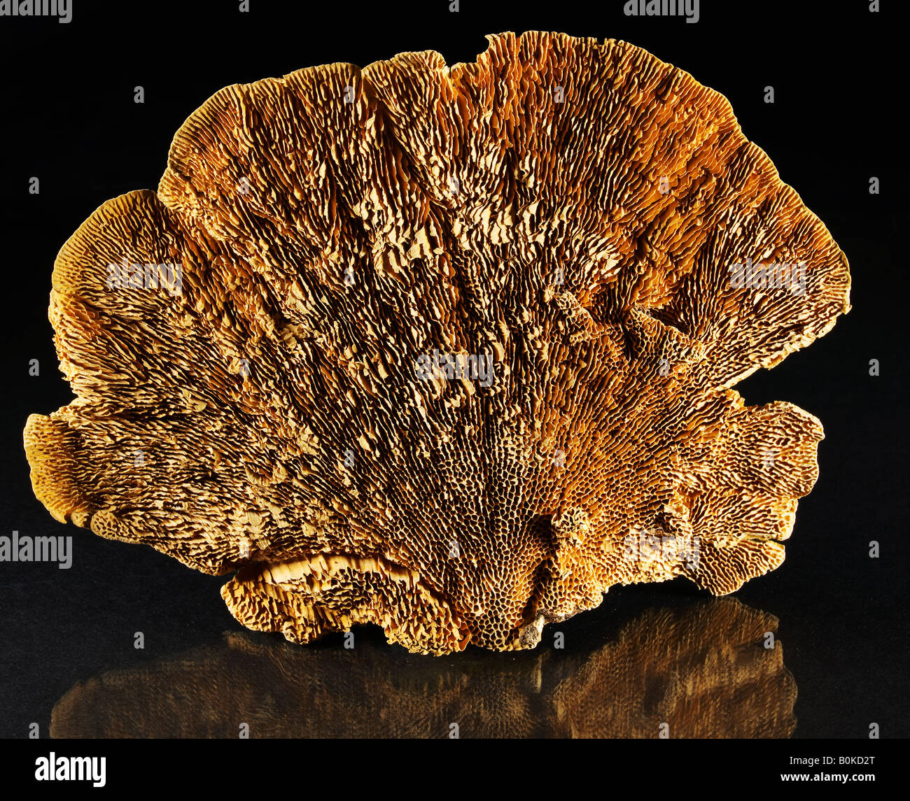 Fungus plant Cut Out Stock Images & Pictures - Alamy