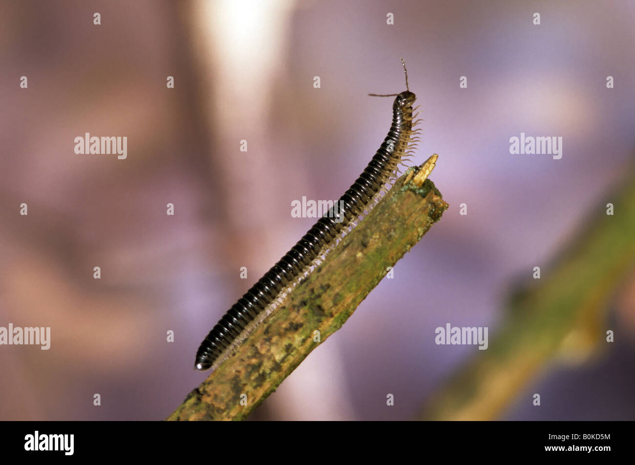 Snake millipedes hi-res stock photography and images - Alamy