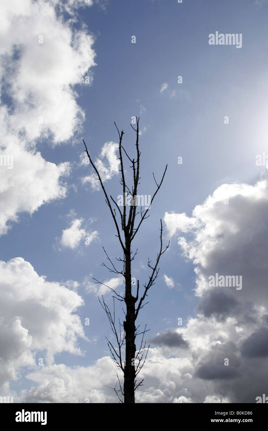 one single bare tree branches and dark moody sky Stock Photo - Alamy