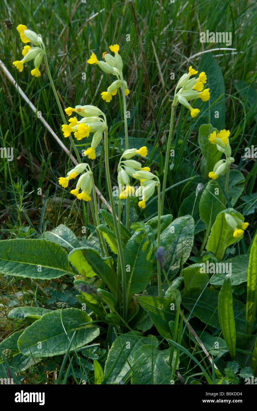 Cowslip meadow hi-res stock photography and images - Alamy