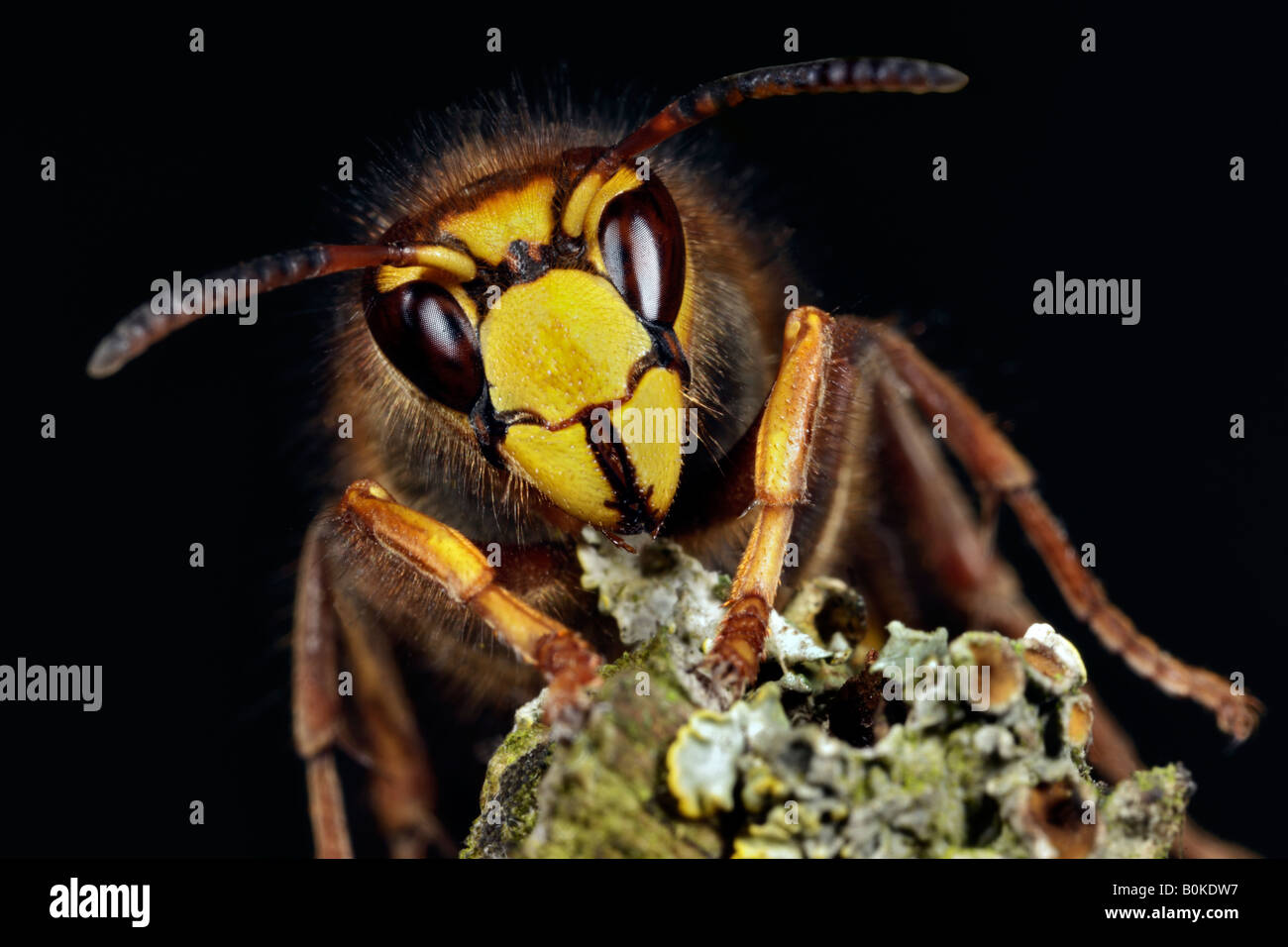 Darrington hornet hi-res stock photography and images - Alamy