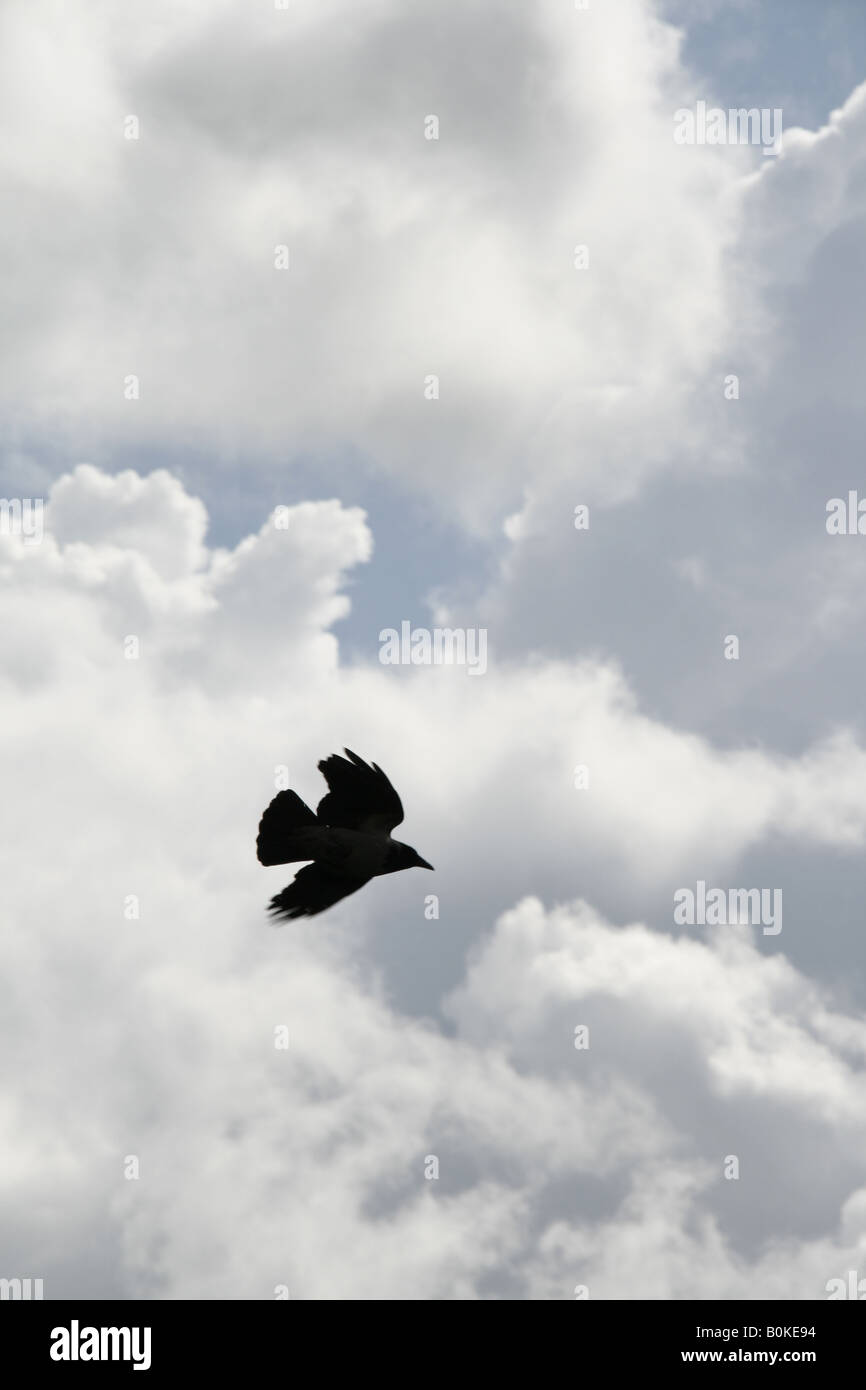 one black bird flying in sky Stock Photo - Alamy