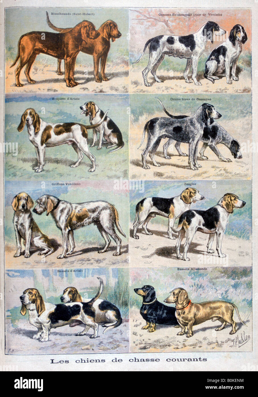 Gun dogs, 1897. Artist: P Mahler Stock Photo - Alamy