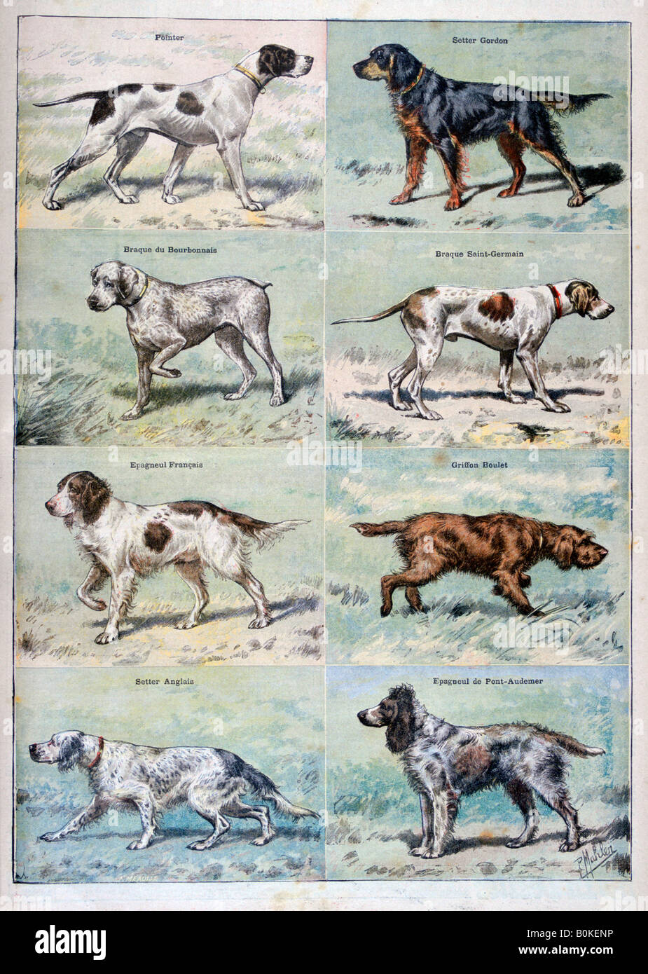 Gun dogs, 1897. Artist: P Mahler Stock Photo - Alamy