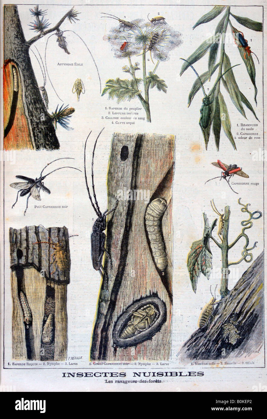 Destructive insects hi-res stock photography and images - Alamy