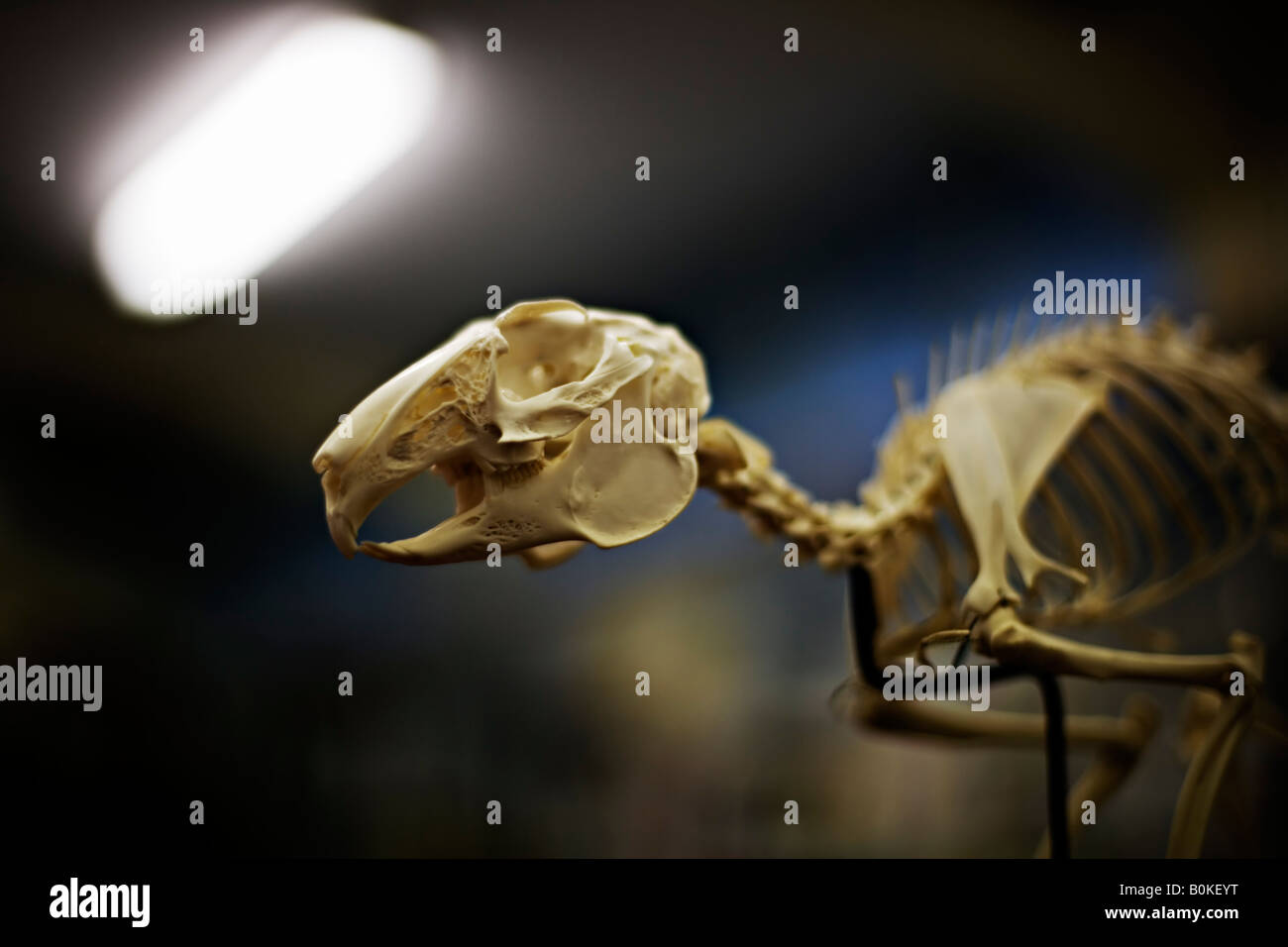 Rabbit skeleton hi-res stock photography and images - Alamy