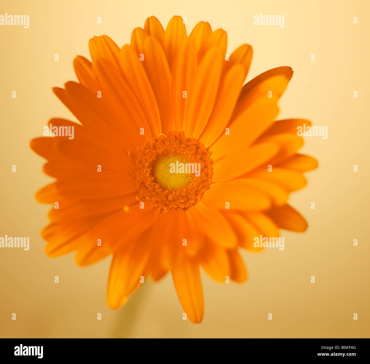 Single Gerbera Flower Stock Photo - Alamy