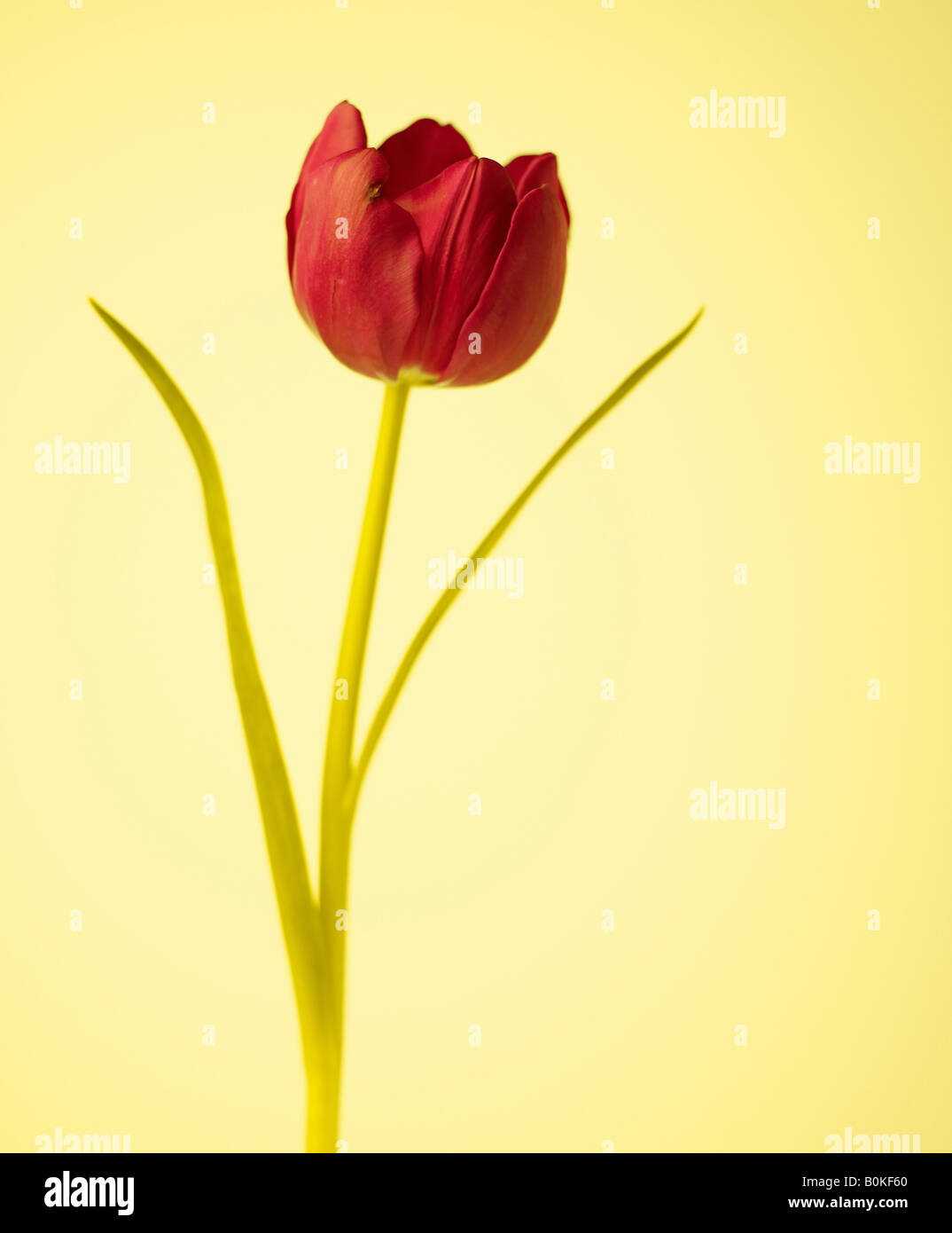 Single 1 cut flower hi-res stock photography and images - Alamy