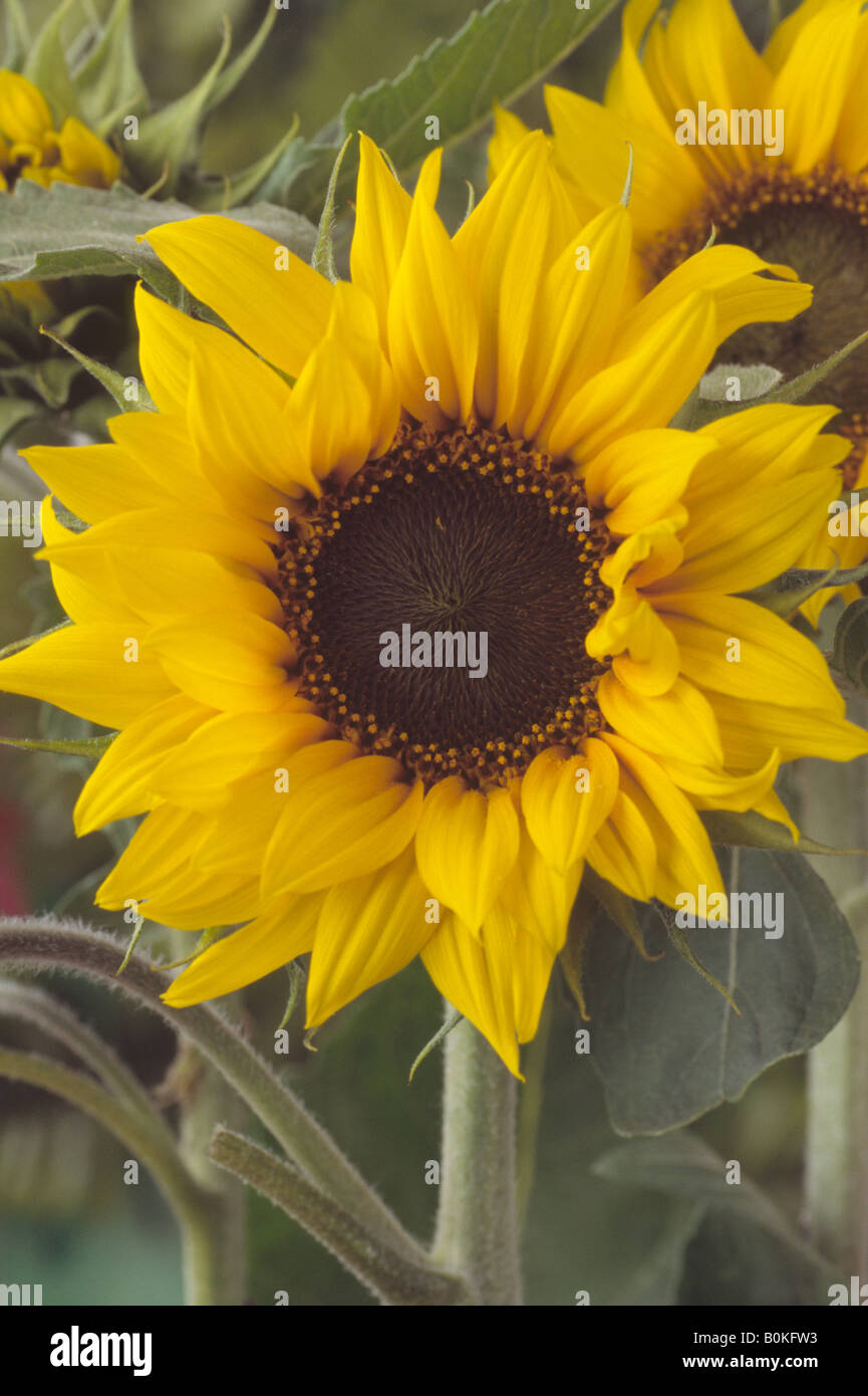 Helianthus annuus 'Pacino' Sunflower Stock Photo - Alamy