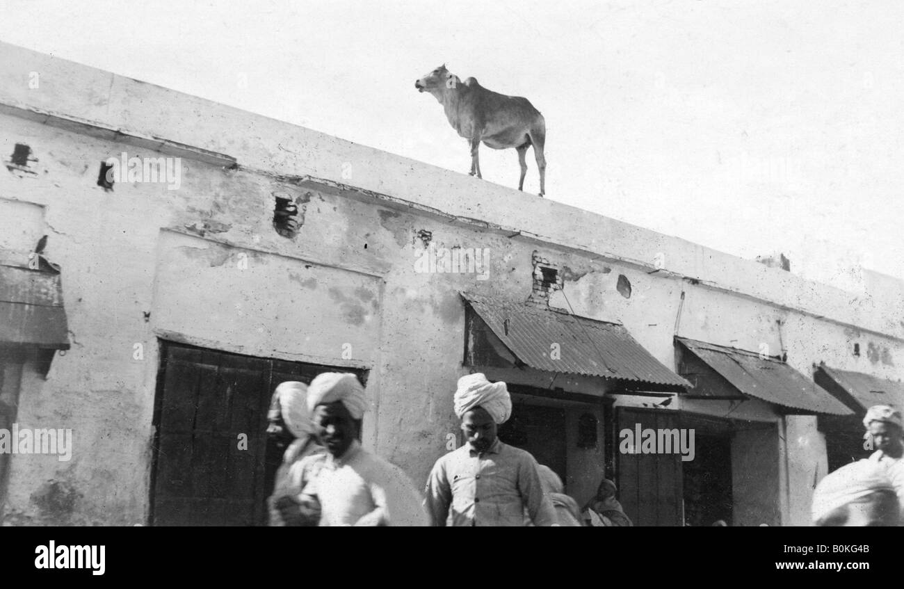 A cow on the roof of a building, Nowshera, India, 1916-1917. Artist ...