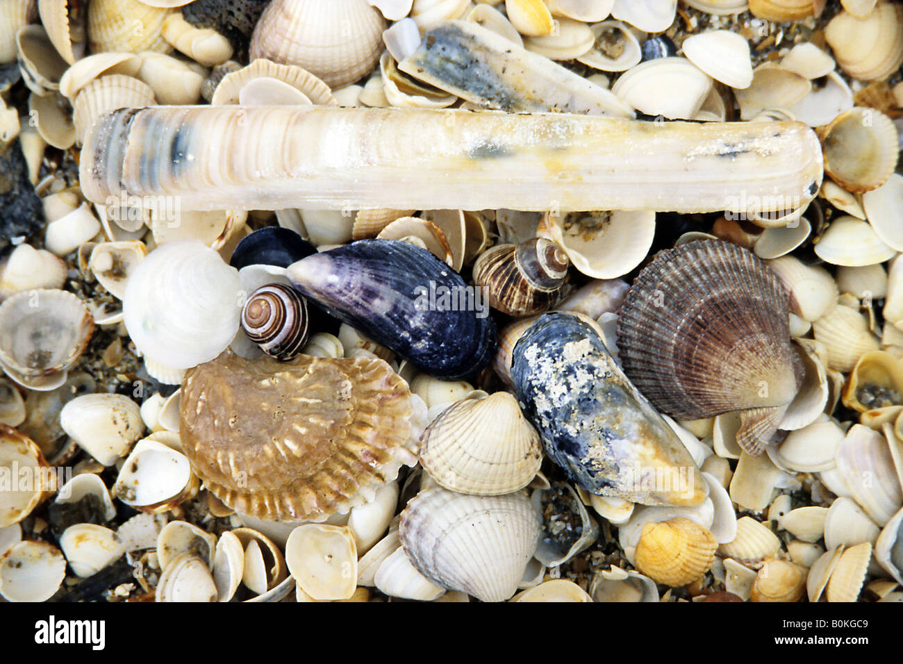 Razorshell shell hi-res stock photography and images - Alamy