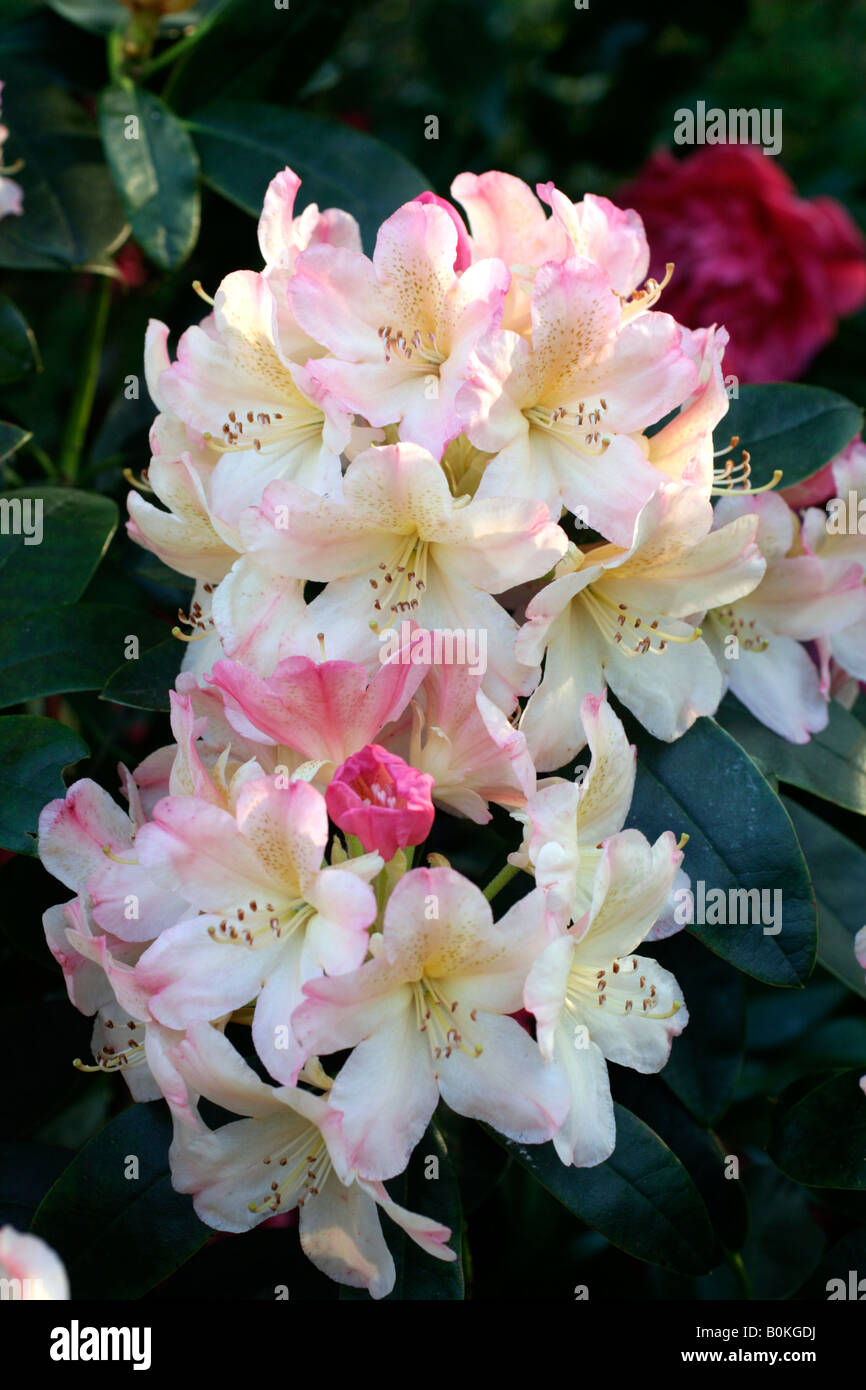 Rhododendron percy wiseman hi-res stock photography and images - Alamy