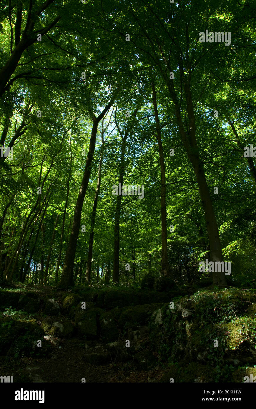 Springtime trees hi-res stock photography and images - Alamy