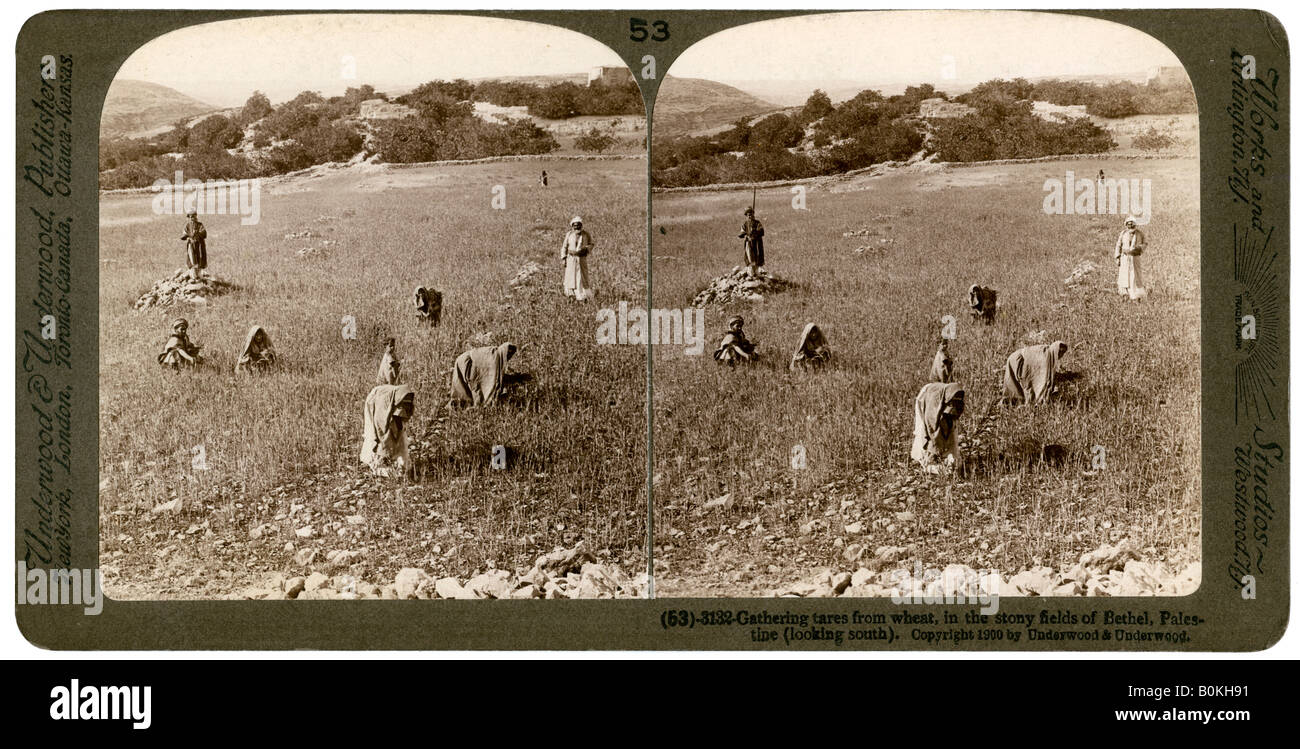 Gathering tares from wheat in the stony fields of Bethel (Baytin ...