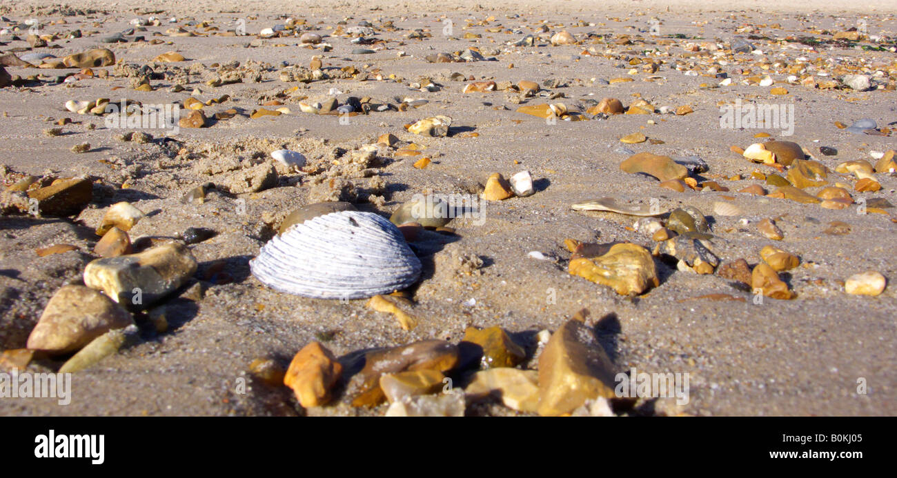 Ocean shell horizon graphic hi-res stock photography and images - Alamy