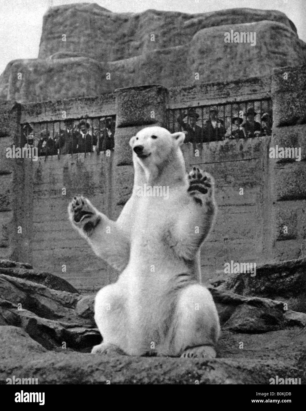 Polar bear on the Mappin Terrace at London Zoo, 1926-1927. Artist ...
