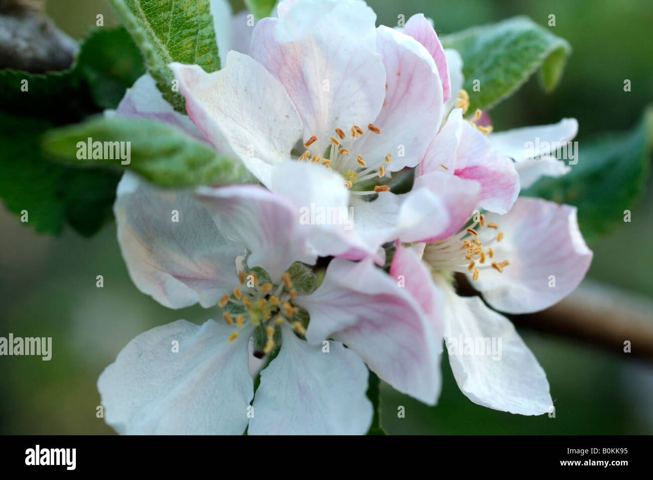 Pixie apple tree hi-res stock photography and images - Alamy